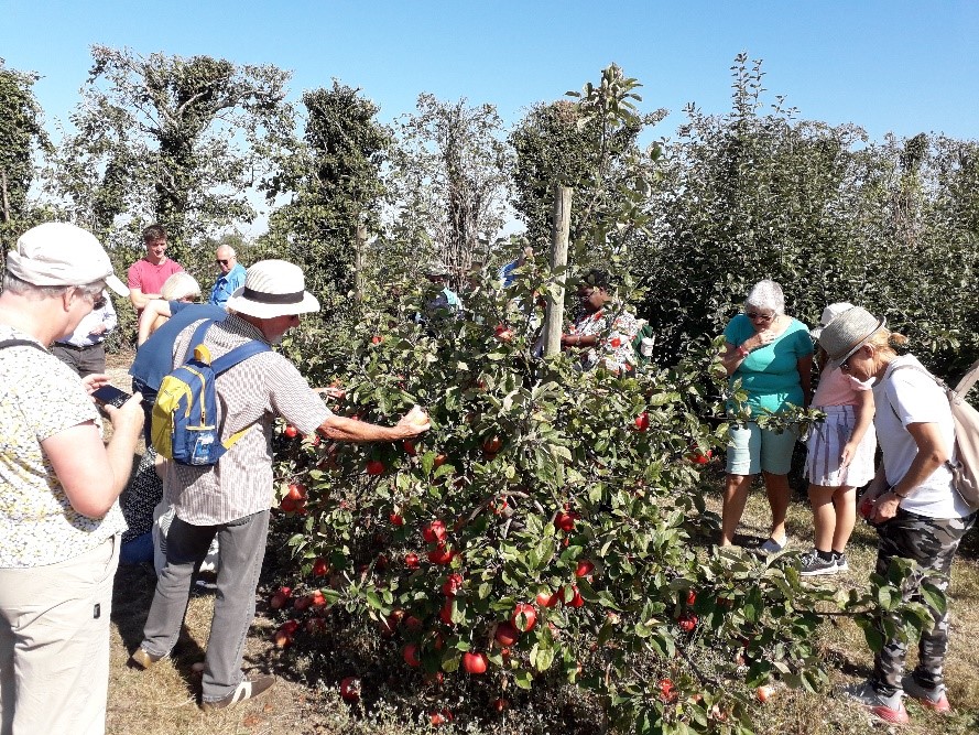 Visit to Brogdale National Fruit Collection - Barking & Dagenham ...